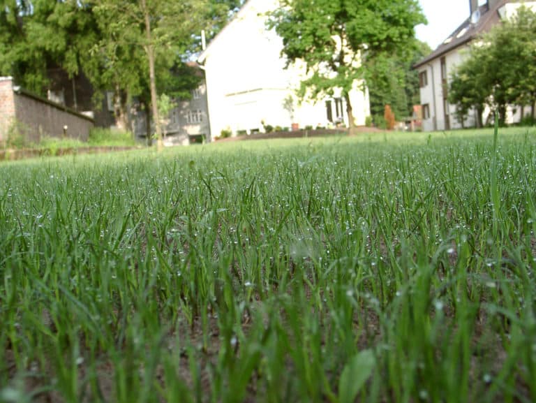 Why Does My Grass Pull Up Easily? - The Backyard Pros