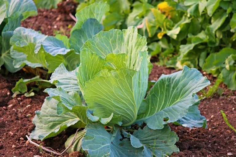 9 Best Survival Crops to Grow in Your Backyard - The Backyard Pros