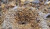 Why Are There So Many Ant Hills in my Yard? - The Backyard Pros