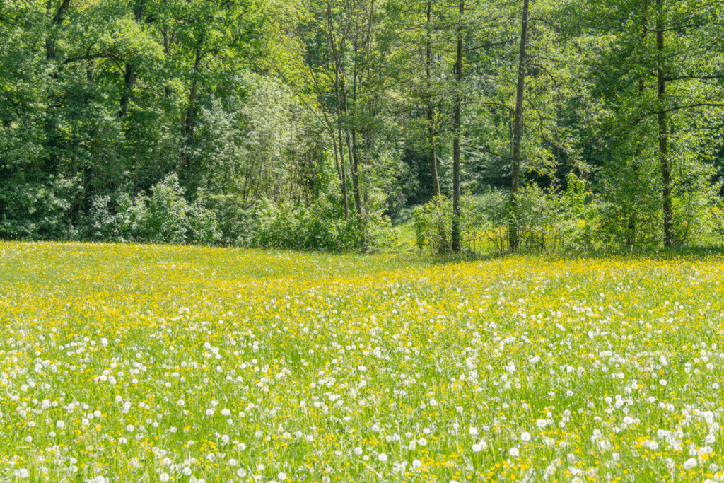 How to Convert Your Lawn to a Natural Area (Easy Steps) - The Backyard Pros