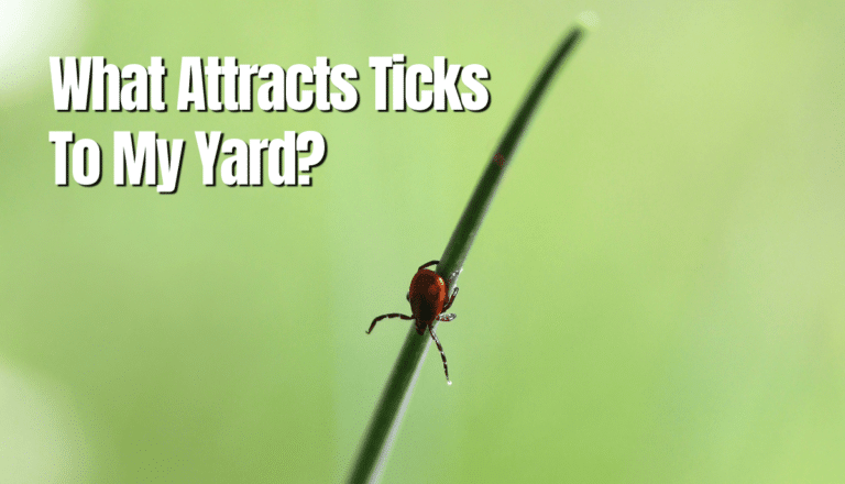 What Attracts Ticks To My Yard? - The Backyard Pros