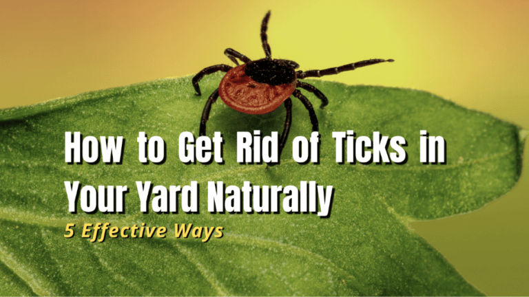 5 Ways to Get Rid of Ticks in Your Yard Naturally - The Backyard Pros