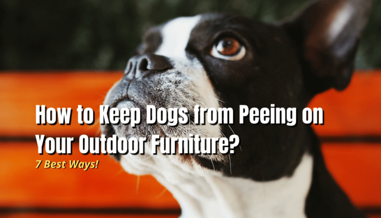How to Keep Dogs from Peeing on Your Outdoor Furniture? - The Backyard Pros