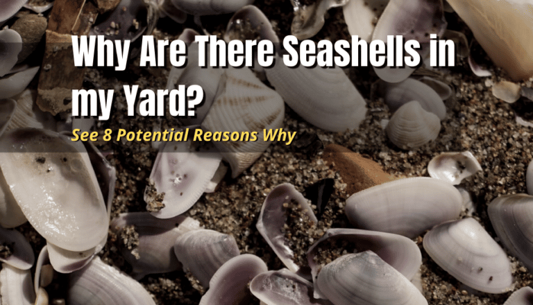 Why Are There Seashells in my Yard? - The Backyard Pros