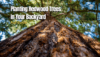 Planting Redwood Trees in Your Backyard (Full Guide) - The Backyard Pros