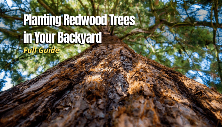 Planting Redwood Trees in Your Backyard (Full Guide) - The Backyard Pros