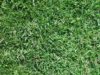 7 Types of Grass in Florida - The Backyard Pros