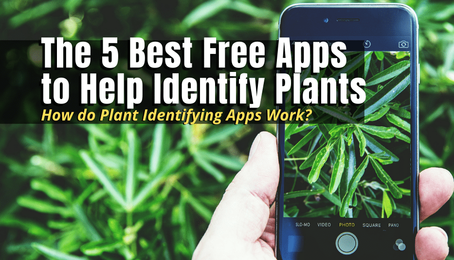 5 Best Free Apps To Help Identify Plants In 2023 The Backyard Pros 5 Best Free Apps To Help Identify Plants In 2023 The Backyard Pros