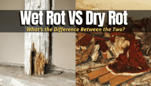 Wet Rot Vs Dry Rot | What’s the Difference? - The Backyard Pros