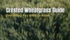 Crested Wheatgrass Guide: What It Is & How to Grow It - The Backyard Pros