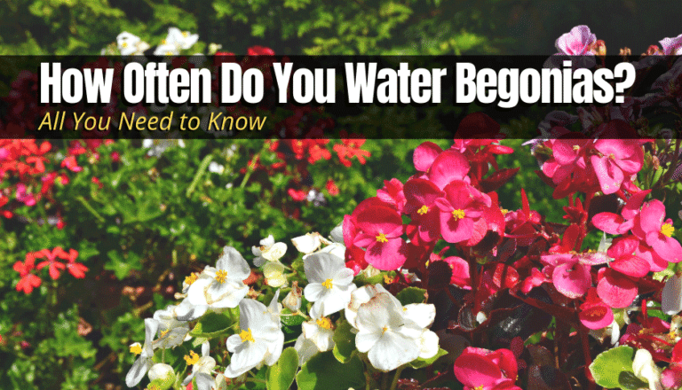 How Often To Water Begonias