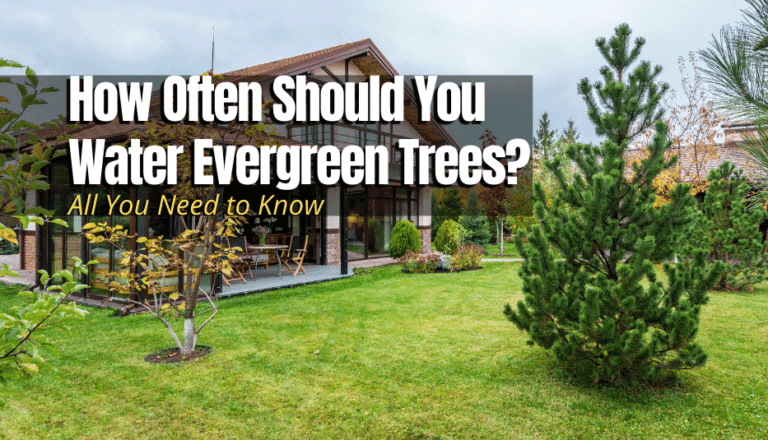 How Often Should You Water Evergreen Trees? - The Backyard Pros