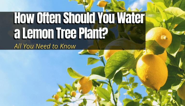 How Often Should You Water a Lemon Tree Plant? - The Backyard Pros