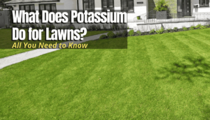 What Does Potassium Do for Lawns? (All You Need to Know) - The Backyard ...