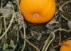 How Often Should You Water Pumpkins? - The Backyard Pros