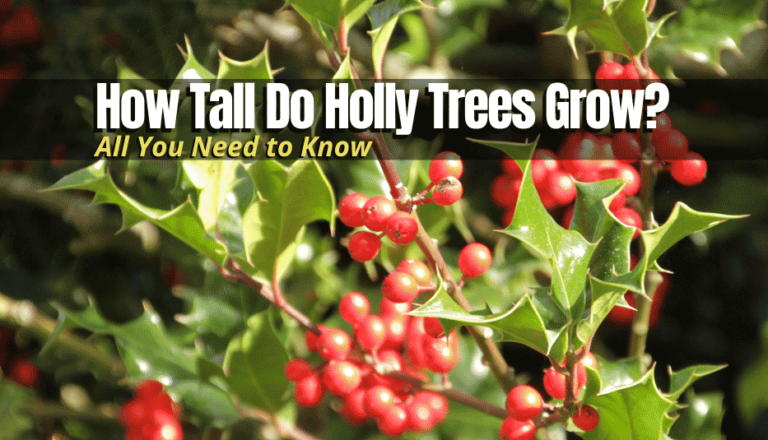 How Tall Do Holly Trees Grow? - The Backyard Pros