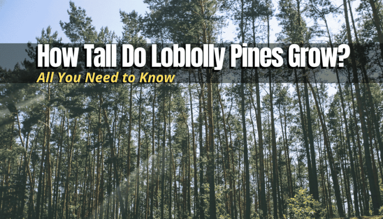 How Tall Do Loblolly Pines Grow? - The Backyard Pros