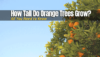 How Tall Do Orange Trees Grow? - The Backyard Pros