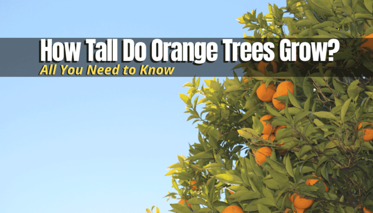 How Tall Do Orange Trees Grow? - The Backyard Pros