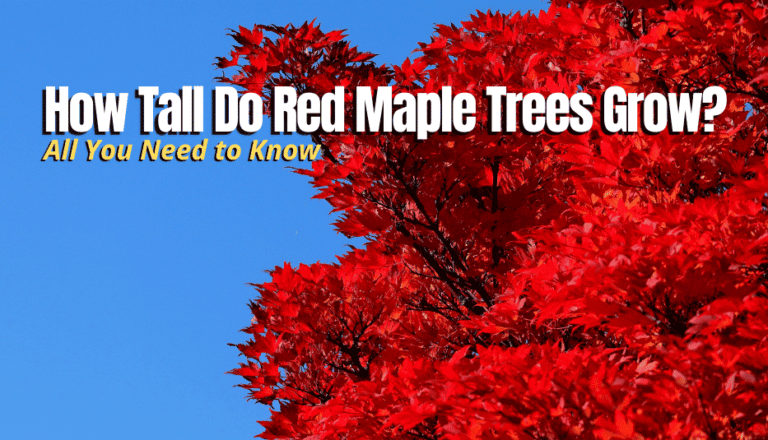 How Tall Do Red Maple Trees Grow The Backyard Pros