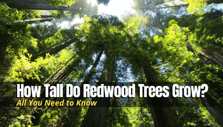 How Tall Do Redwood Trees Grow? - The Backyard Pros