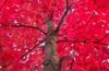 How Tall Do Red Maple Trees Grow? - The Backyard Pros