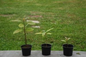 How Tall Do Avocado Trees Grow? - The Backyard Pros