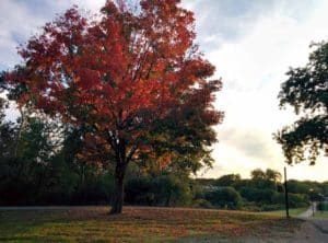 How Tall Do Red Maple Trees Grow? - The Backyard Pros