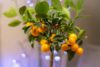How Tall Do Orange Trees Grow? - The Backyard Pros