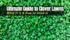 Ultimate Guide to Clover Lawns: What Is It & How to Grow It - The ...