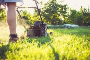 Ultimate Guide to Carpet Grass: What It Is & How To Grow It - The ...