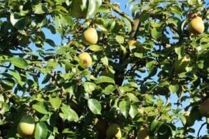 19 Types of Fruit Trees in Florida - The Backyard Pros