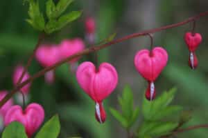 12 Outdoor Plants with Heart Shaped Leaves - The Backyard Pros