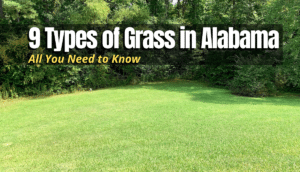 9 Types of Grass in Alabama - The Backyard Pros