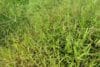 9 Types of Grass in Alabama - The Backyard Pros