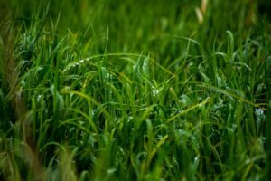 9 Types of Grass in Alabama - The Backyard Pros