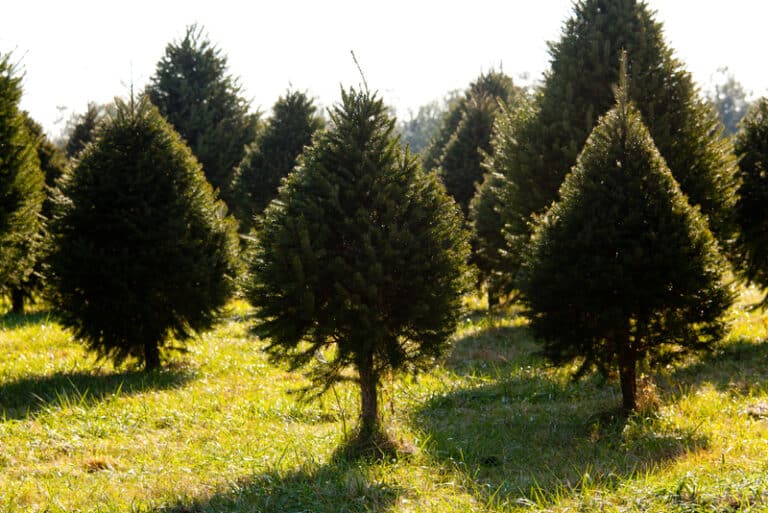 Does Home Depot Sell Real Live Christmas Trees? - The Backyard Pros