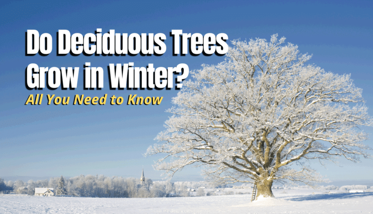 Do Deciduous Trees Grow in Winter? - The Backyard Pros
