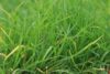 9 Types of Grass in Alabama - The Backyard Pros