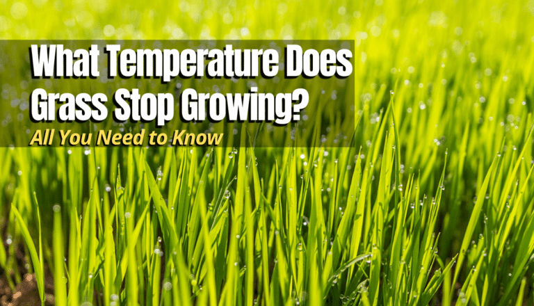 What Temperature Does Grass Stop Growing? - The Backyard Pros