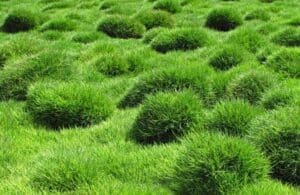 10 Types of Grass in Arizona (With 3 Lawn Alternatives) - The Backyard Pros