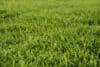9 Types of Grass in Alabama - The Backyard Pros