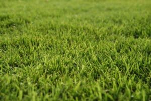 9 Types of Grass in Alabama - The Backyard Pros