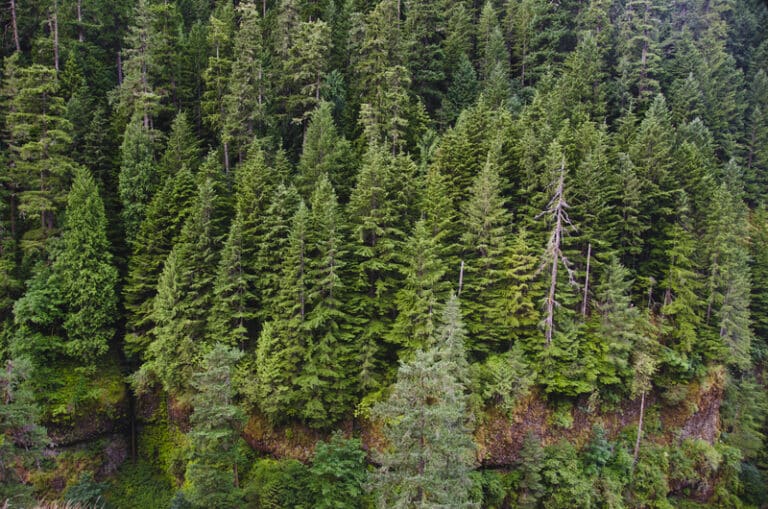 Does Home Depot Sell Real Live Christmas Trees? - The Backyard Pros