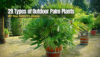 29 Types of Outdoor Palm Plants (With Pictures) - The Backyard Pros