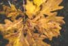 How Long Does It Take for Leaves to Decompose? - The Backyard Pros