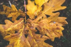 How Long Does It Take for Leaves to Decompose? - The Backyard Pros
