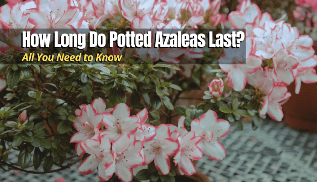 How Long Do Potted Azaleas Last? - The Backyard Pros