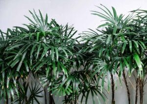 29 Types of Outdoor Palm Plants (With Pictures) - The Backyard Pros