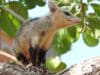 What Animals Eat Bananas? (23 Examples with Pictures) - The Backyard Pros